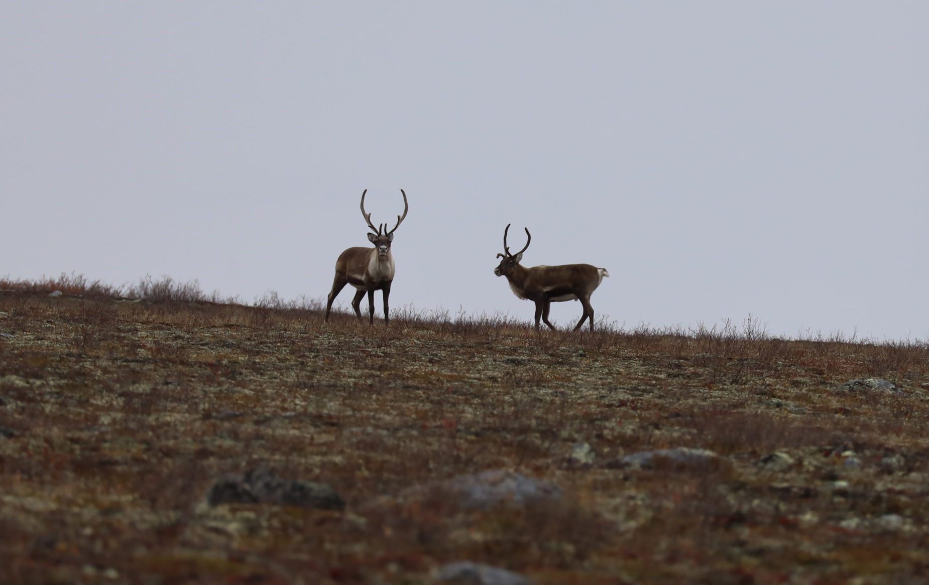 Wildlife Update- Caribou Migration - Gangler's Canada Northern Lights Tours