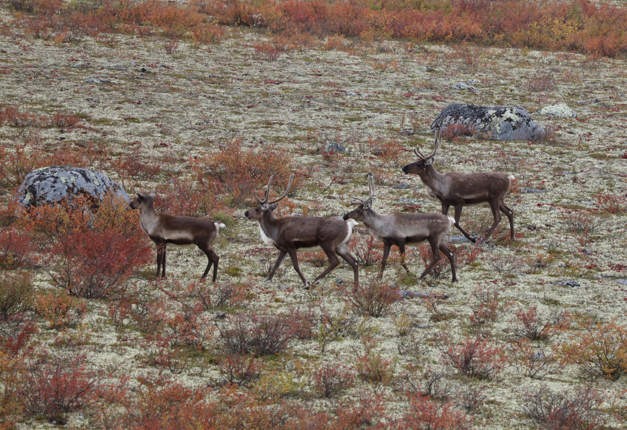 2024 Caribou Migration Arrives - Gangler's Canada Northern Lights Tours